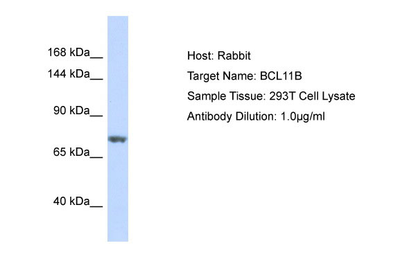 BCL11B Antibody - C-terminal region - Rabbit Polyclonal Antibody WB ...