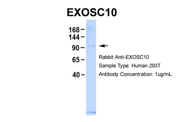 EXOSC10 antibody C-terminal region - Rabbit Polyclonal Antibody WB ...