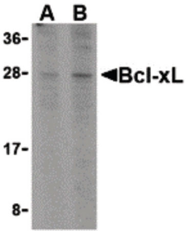 BCL2L1 / BCL-XL Antibody (C-Terminus) - Rabbit Polyclonal Antibody WB ...