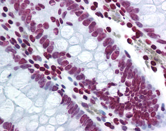 H2AFX / H2AX Antibody (Ser139) - Rabbit Polyclonal Antibody WB, IHC-P ...