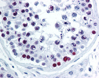 H2AFX / H2AX Antibody (Ser139) - Rabbit Polyclonal Antibody WB, IHC-P ...