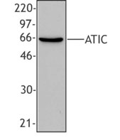 AICAR / ATIC Antibody (clone F38 P7 H9) - Mouse Monoclonal Antibody WB ...