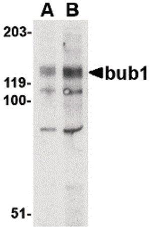 BUB1 Antibody (N-Terminus) - Rabbit Polyclonal Antibody WB, IHC-P, IF ...