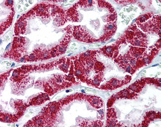 BAX Antibody (clone 6A7) - Mouse Monoclonal Antibody WB, IHC-P, IP ...