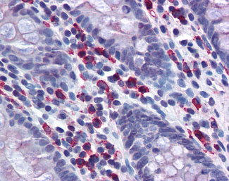 Rabbit Human Lambda Light Chain Secondary Antibody - Rabbit Polyclonal Antibody IHC-P - Buy Now ...