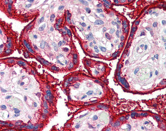 PLAP / Alkaline Phosphatase Antibody - Rabbit Polyclonal Antibody IHC-P ...