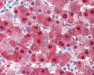 SOD1 / SOD Antibody - Rabbit Polyclonal Antibody WB, IHC-P, IP, IHC-F ...