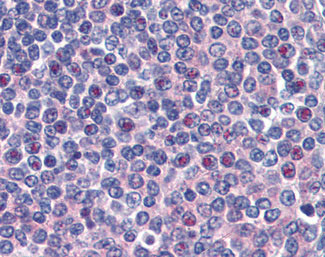 CENPF / CENP-F Antibody (aa1759-2093, clone 14C10 1D8) - Mouse ...