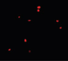 CIDEB Antibody (Internal) - Rabbit Polyclonal Antibody WB, IHC-P, IF, E ...