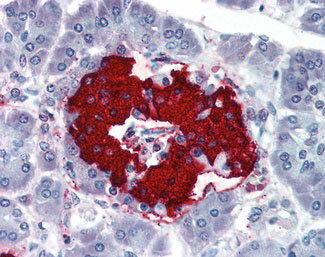 Insulin Antibody - Mouse Monoclonal Antibody IHC-P, E - Buy Now! |Abcepta