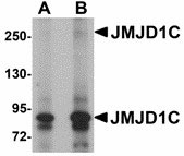 JMJD1C Antibody (N-Terminus) - Rabbit Polyclonal Antibody WB, IHC-P, IF ...