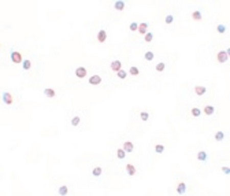 ZEB2 Antibody (C-Terminus) - Rabbit Polyclonal Antibody WB, IHC-P, IF ...