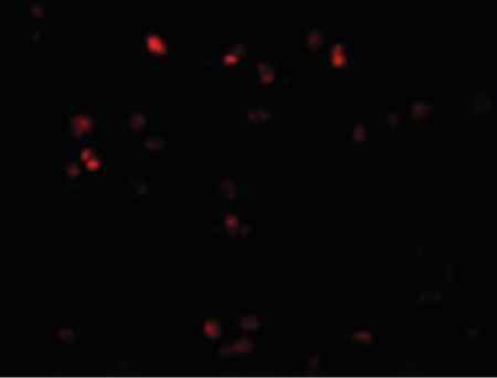 ZEB2 Antibody (C-Terminus) - Rabbit Polyclonal Antibody WB, IHC-P, IF ...