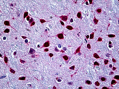 SFPQ Antibody (clone 6D7) - Mouse Monoclonal Antibody WB, IHC-P, IF, E ...