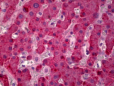 AFP / Alpha Fetoprotein Antibody - Mouse Monoclonal Antibody WB, IHC-P ...