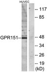 GPR151 Antibody (aa276-325) - Rabbit Polyclonal Antibody WB, IHC-P, IF ...