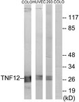 TNFSF12 / TWEAK Antibody (aa41-90) - Rabbit Polyclonal Antibody WB, IHC ...