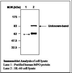 MPO / Myeloperoxidase Antibody - Rabbit Polyclonal Antibody WB, IHC-P ...
