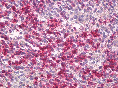 SPN / CD43 Antibody (clone DF-T1) - Mouse Monoclonal Antibody IHC-P, FC ...