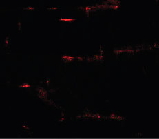 PRC1 Antibody (Internal) - Rabbit Polyclonal Antibody WB, IHC-P, IF ...