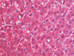 ALDOB Antibody (aa111-160) - Rabbit Polyclonal Antibody WB, IHC-P, E ...