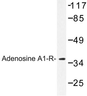 ADORA1 / Adenosine A1 Receptor Antibody (Asp326) - Rabbit Polyclonal ...