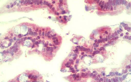 CDX2 Antibody (C-Terminus) - Rabbit Polyclonal Antibody WB, IHC-P, IF ...