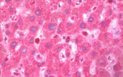 TNFSF4 / OX40L Antibody (C-Terminus) - Rabbit Polyclonal Antibody WB ...