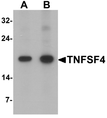 TNFSF4 / OX40L Antibody (C-Terminus) - Rabbit Polyclonal Antibody WB ...