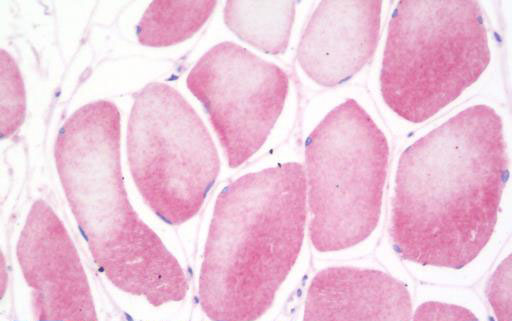 ENHO / Adropin Antibody (C-Terminus) - Rabbit Polyclonal Antibody WB ...