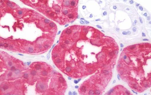 ASS1 / ASS Antibody (clone 2B10) - Mouse Monoclonal Antibody WB, IHC-P ...