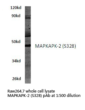 MAPKAPK2 / MAPKAP Kinase 2 Antibody (aa300-350) - Rabbit Polyclonal ...