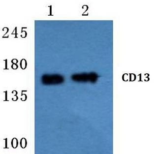 ANPEP / CD13 Antibody (aa880-930) - Rabbit Polyclonal Antibody WB, IHC ...