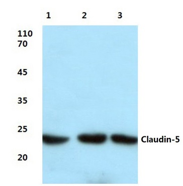 CLDN5 / Claudin 5 Antibody (aa171-220) - Rabbit Polyclonal Antibody WB ...