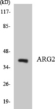 ARG2 / Arginase 2 Antibody (aa305-354) - Rabbit Polyclonal Antibody WB ...