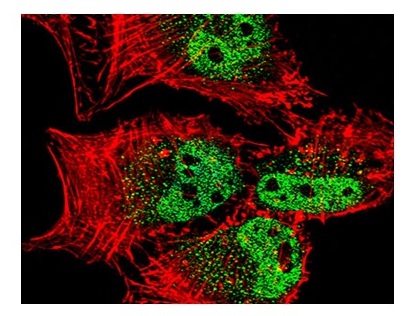 MEF2C Antibody - Purified Rabbit Polyclonal Antibody WB, IHC, IF - Buy ...