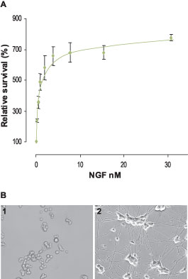mNGF 2.5S Protein (>95%) - Native Mouse Nerve Growth Factor - Buy Now ...