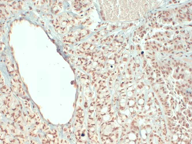 Synaptophysin (native) Antibody - Synaptophysin Antibody, Clone EP10 WB ...