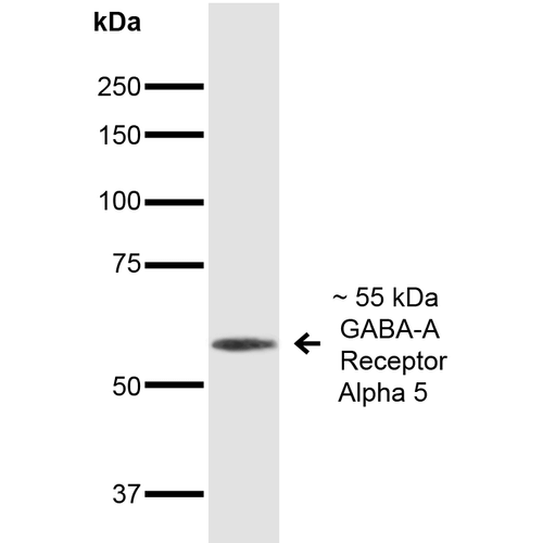 GABA A Receptor Alpha 5 Antibody - GABA A Receptor Alpha 5 Antibody ...