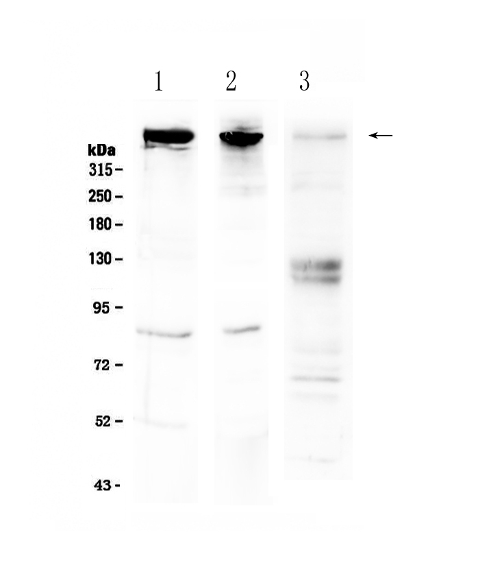 Anti-Sacsin Picoband Antibody - WB, IHC-P, E - Buy Now! |Abcepta