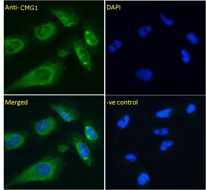 Goat Anti-CMG1 / CCDC2 / IFT74 Antibody - Peptide-affinity purified ...