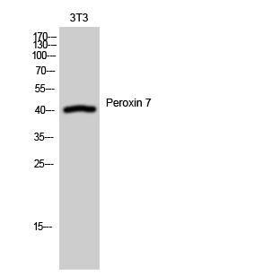 Peroxin 7 Polyclonal Antibody - WB, IHC-P - Buy Now! |Abcepta
