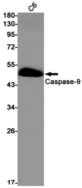 Caspase 9 Rabbit mAb - WB, IP - Buy Now! |Abcepta