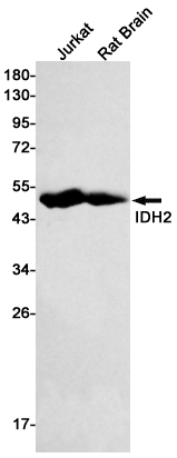 IDH2 Rabbit mAb - WB - Buy Now! |Abcepta