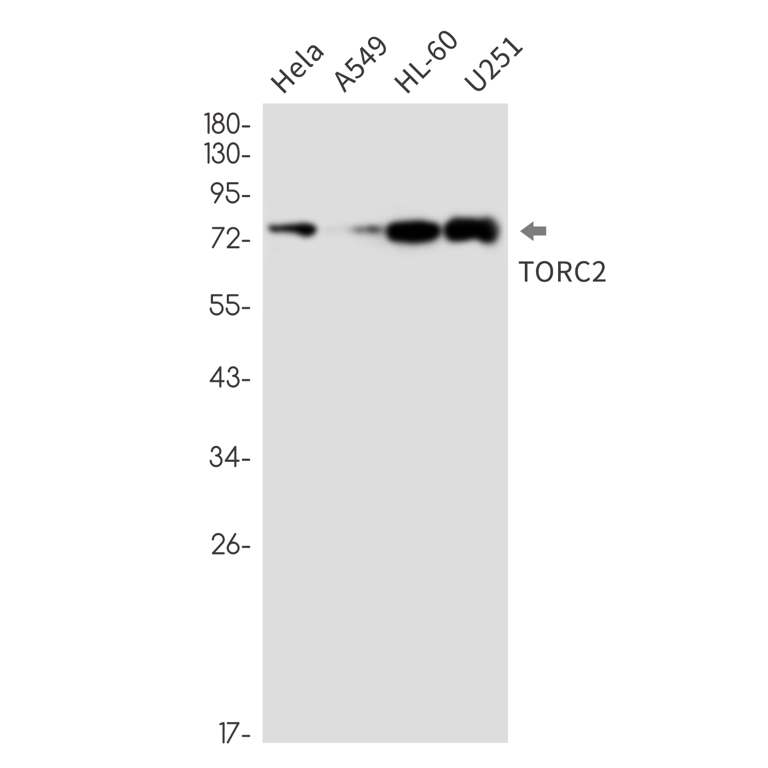 CREB Regulated Transcription Coactivator 2 Rabbit mAb - WB - Buy Now ...