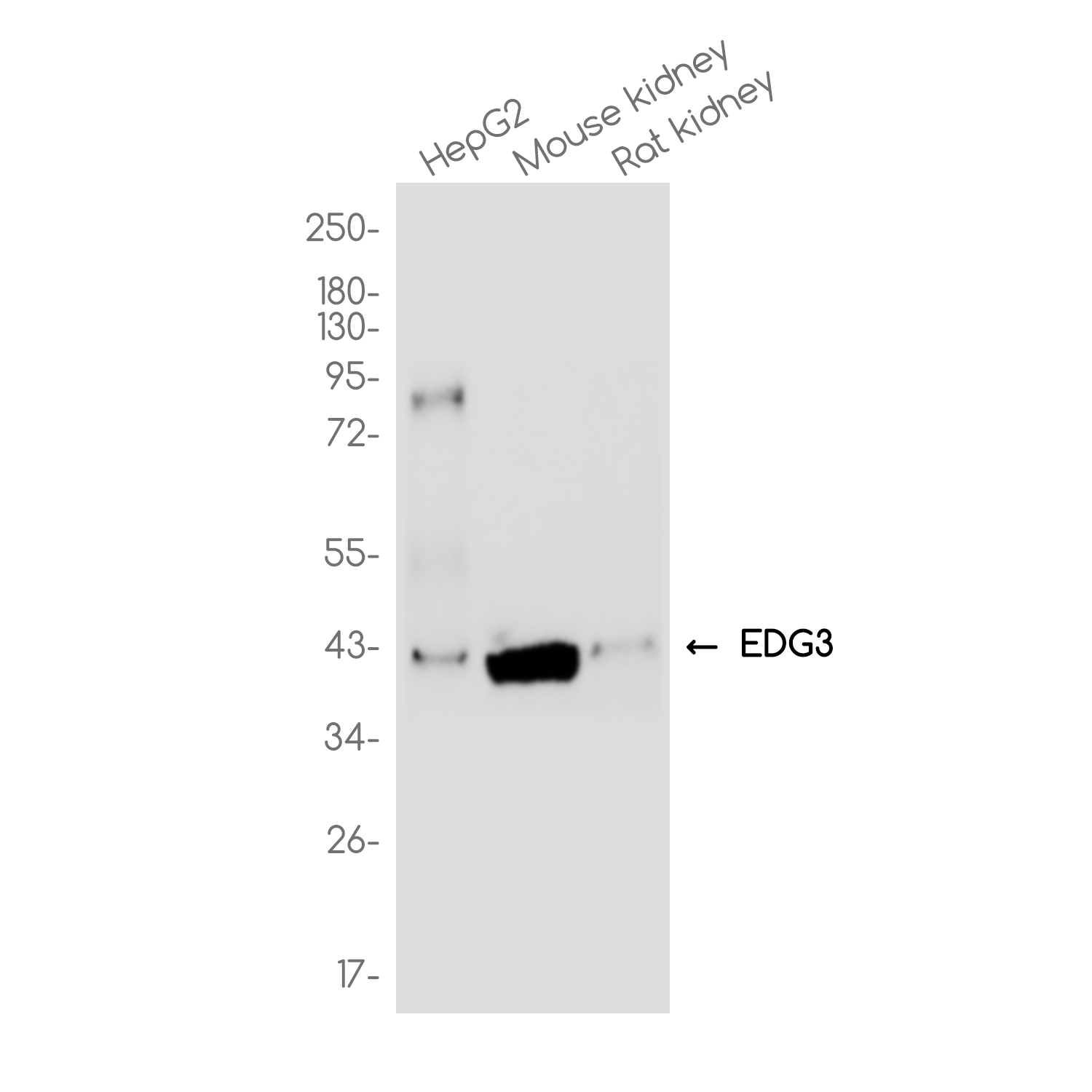 EDG3 Rabbit mAb - WB - Buy Now! |Abcepta