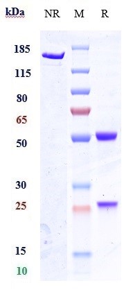 Anti-SCN9a / Nav1.7 Reference Antibody (Duke anti-NAv1.7) - Recombinant ...